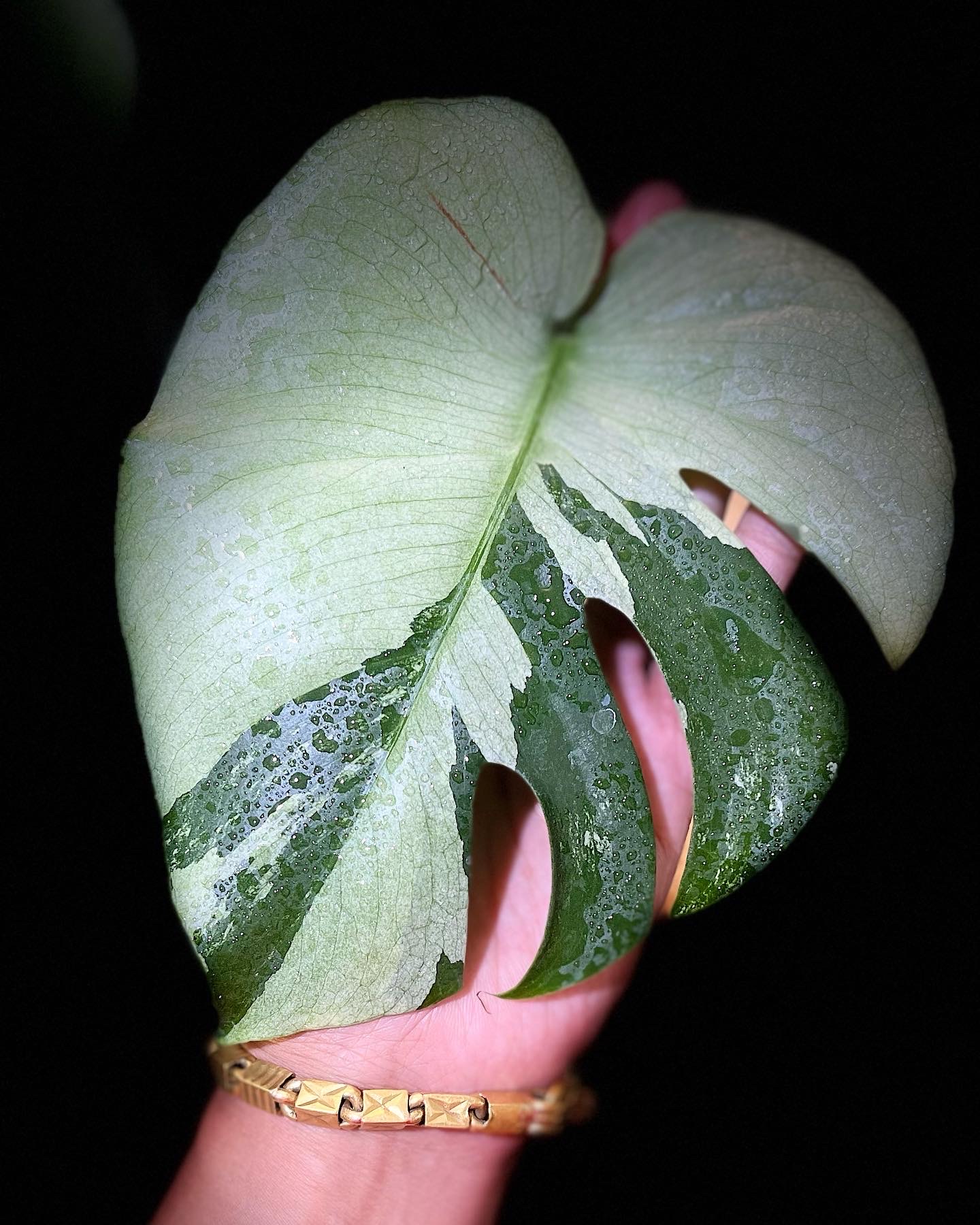 Winkelmandje - Panya's Variegated Plants