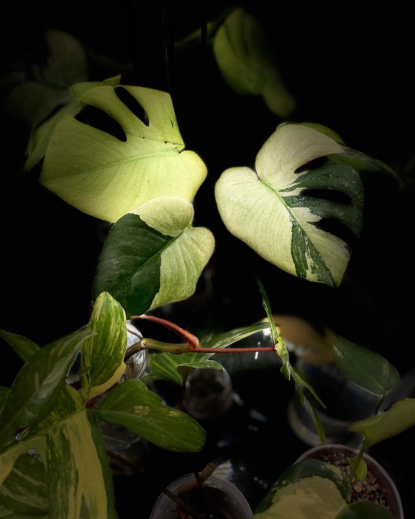 Winkelmandje - Panya's Variegated Plants