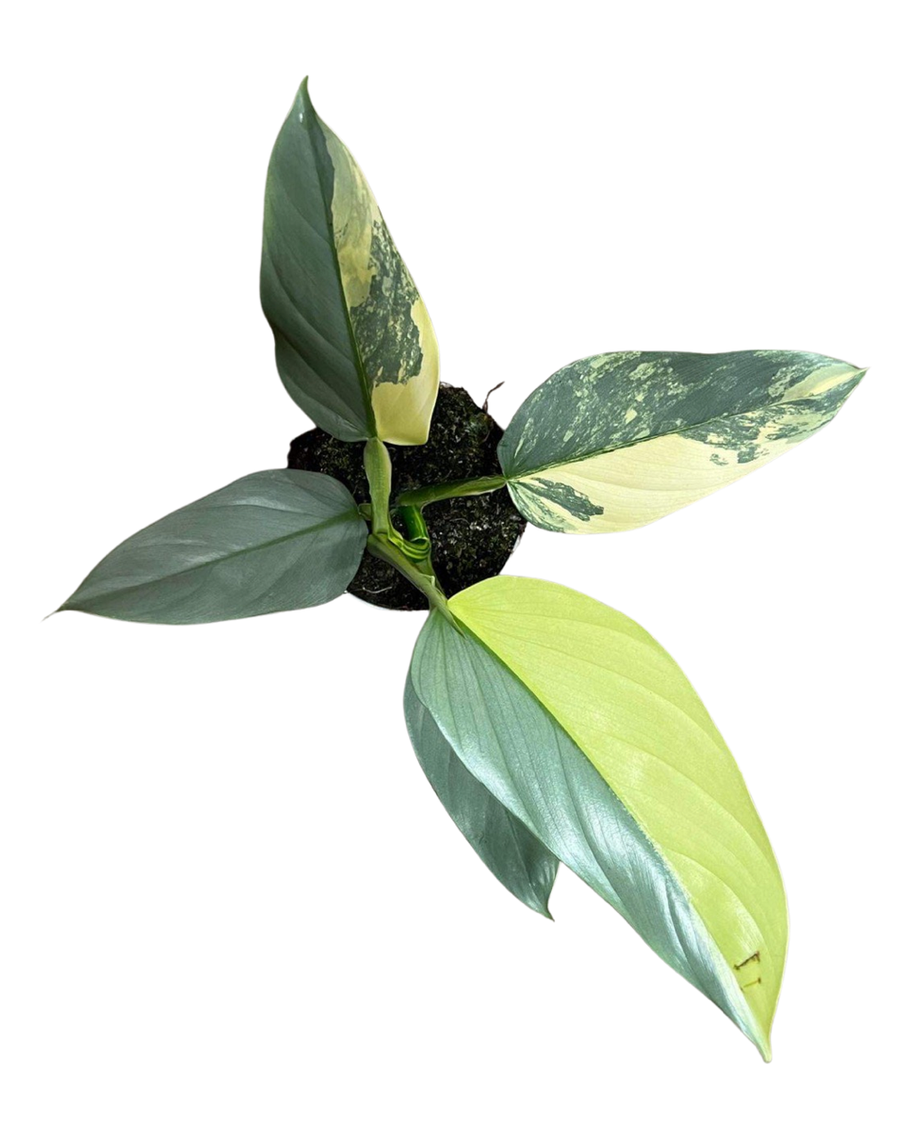 Winkelmandje - Panya's Variegated Plants