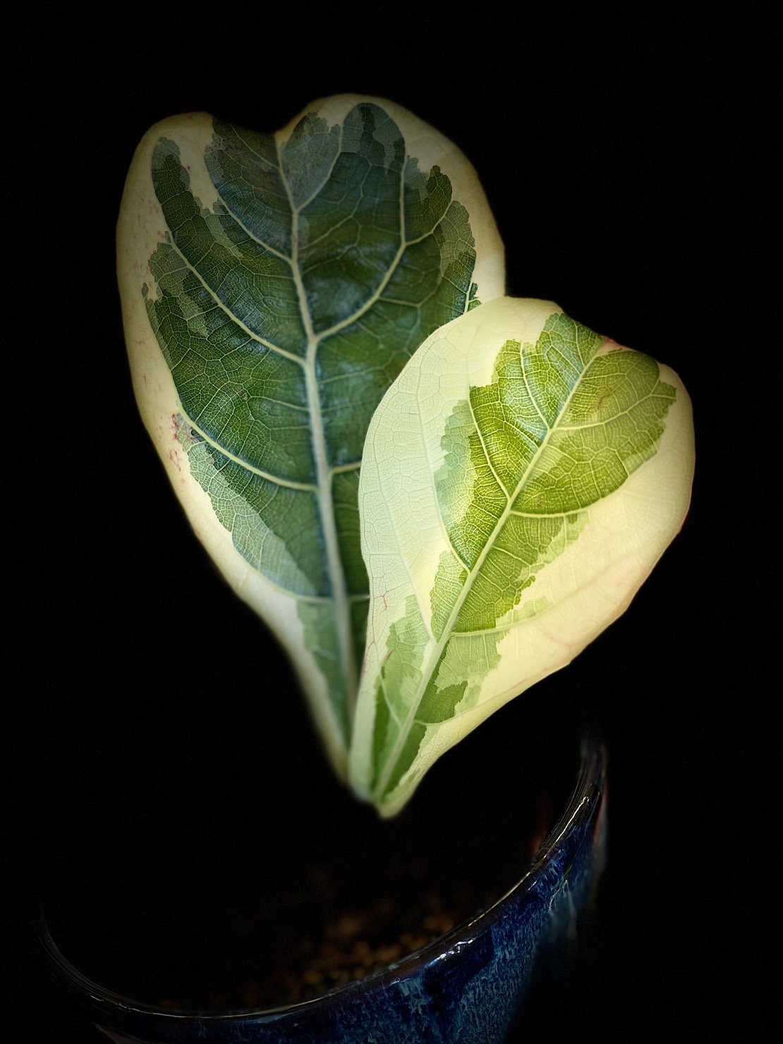 Winkelmandje - Panya's Variegated Plants