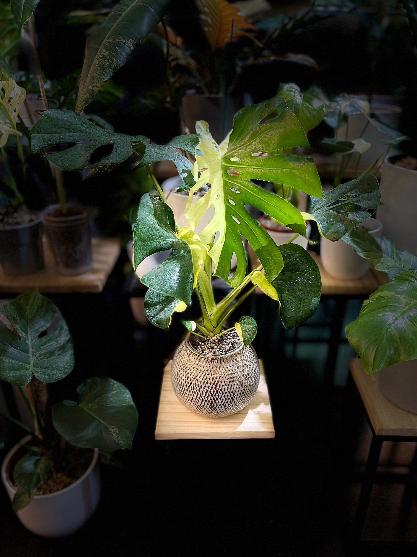 Winkelmandje - Panya's Variegated Plants