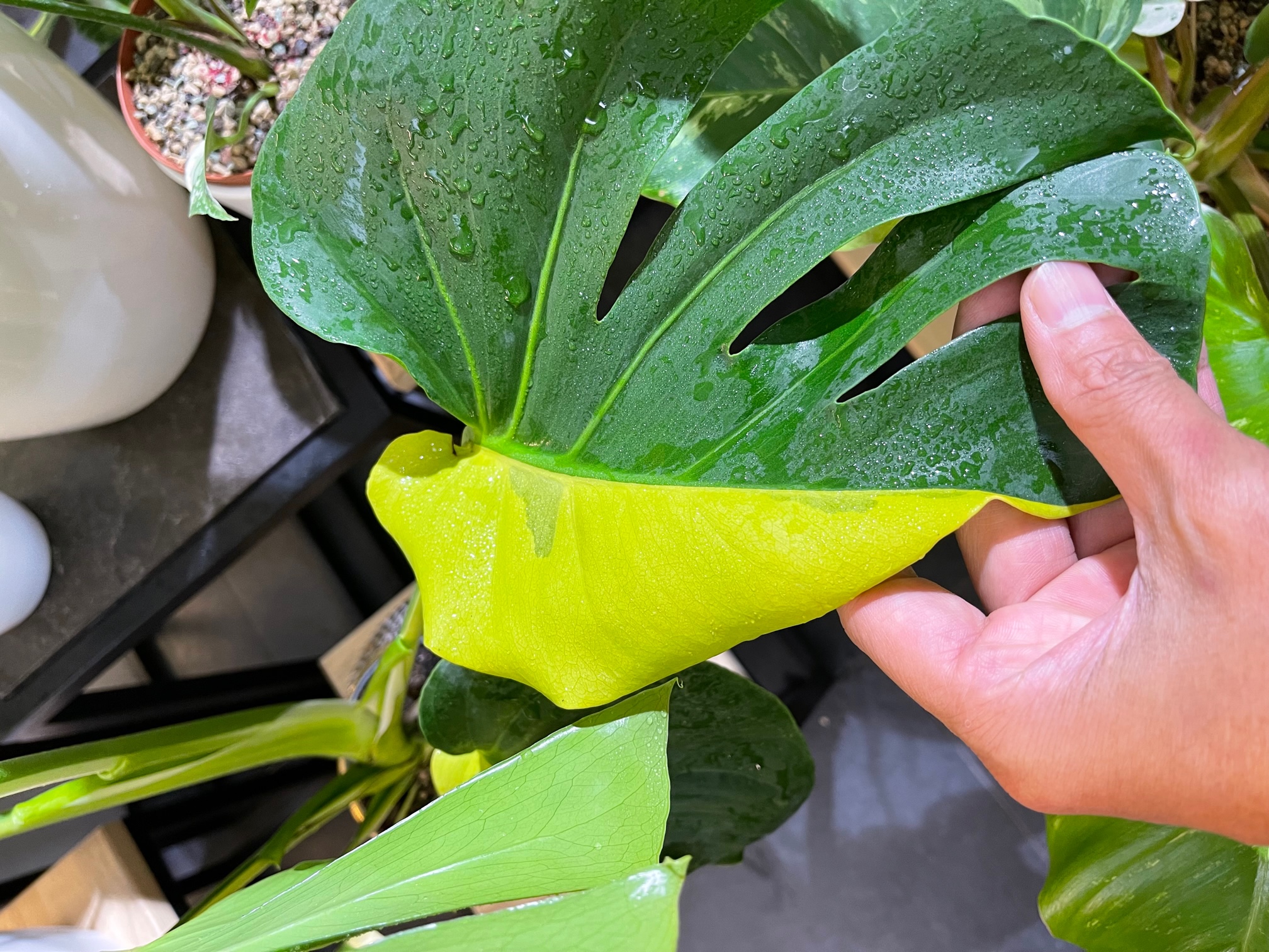 Winkelmandje - Panya's Variegated Plants